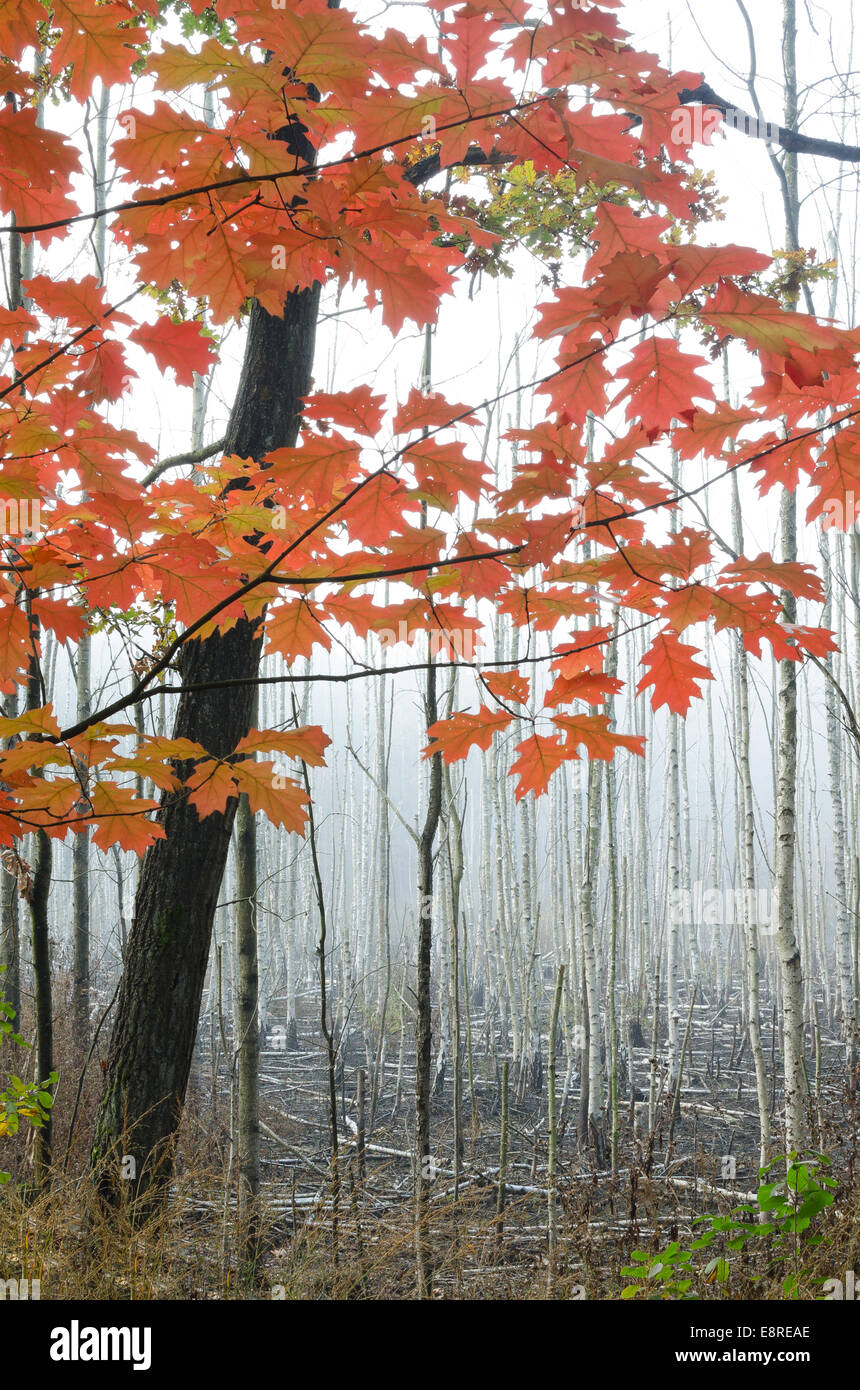 red oak in autumn forest Stock Photo - Alamy