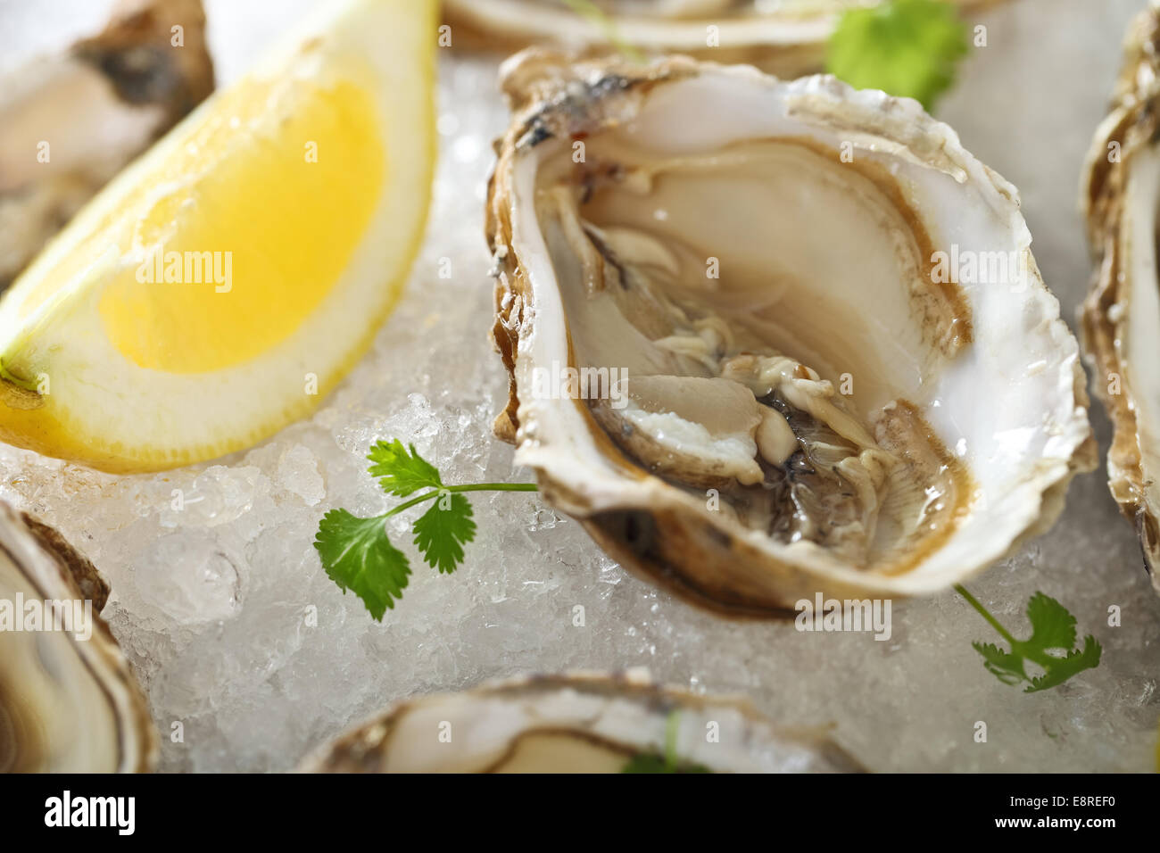 Fresh oysters platter served in ice with lemon Stock Photo - Alamy
