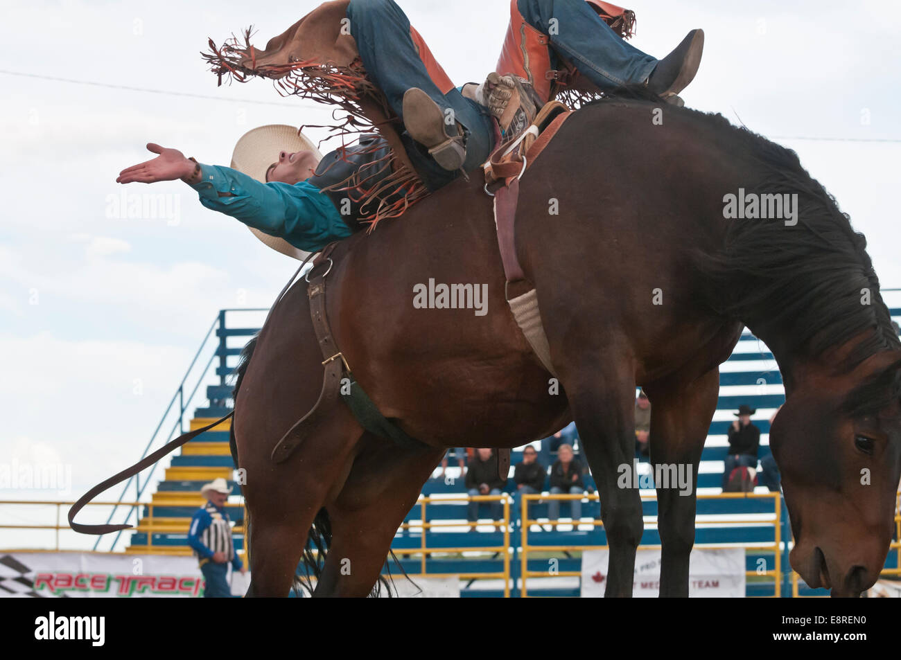 Cowboy, saddle bronc riding, Airdrie Rodeo, Airdrie, Alberta, Canada ...