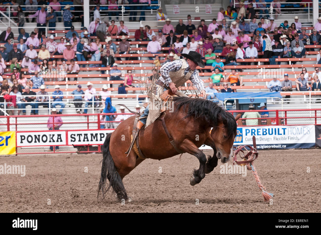 Saddle bronc riding hi-res stock photography and images - Alamy