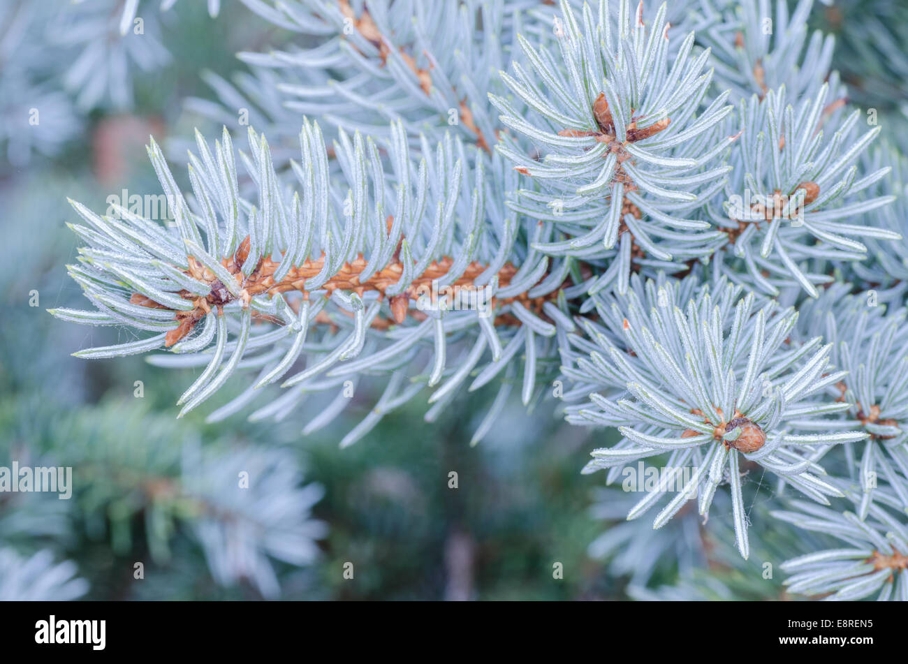 Silver spruce hi-res stock photography and images - Alamy