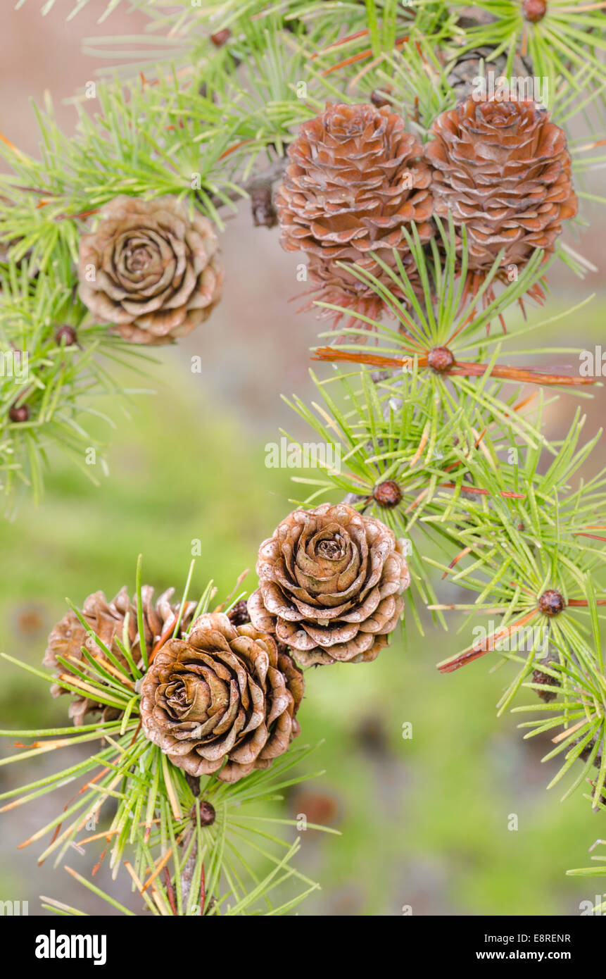 close up to larch twig with cones Stock Photo - Alamy