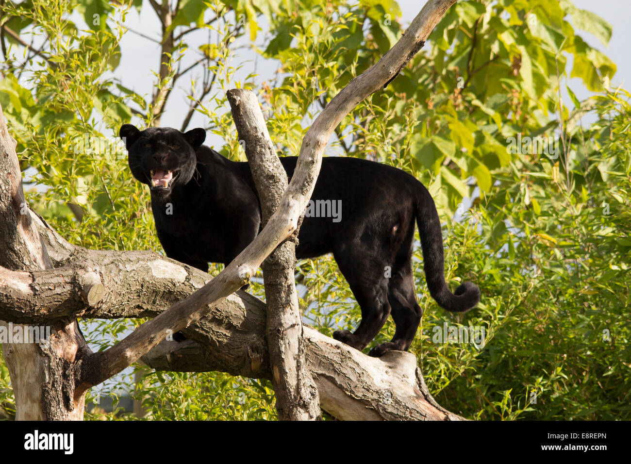 Panther In A Tree