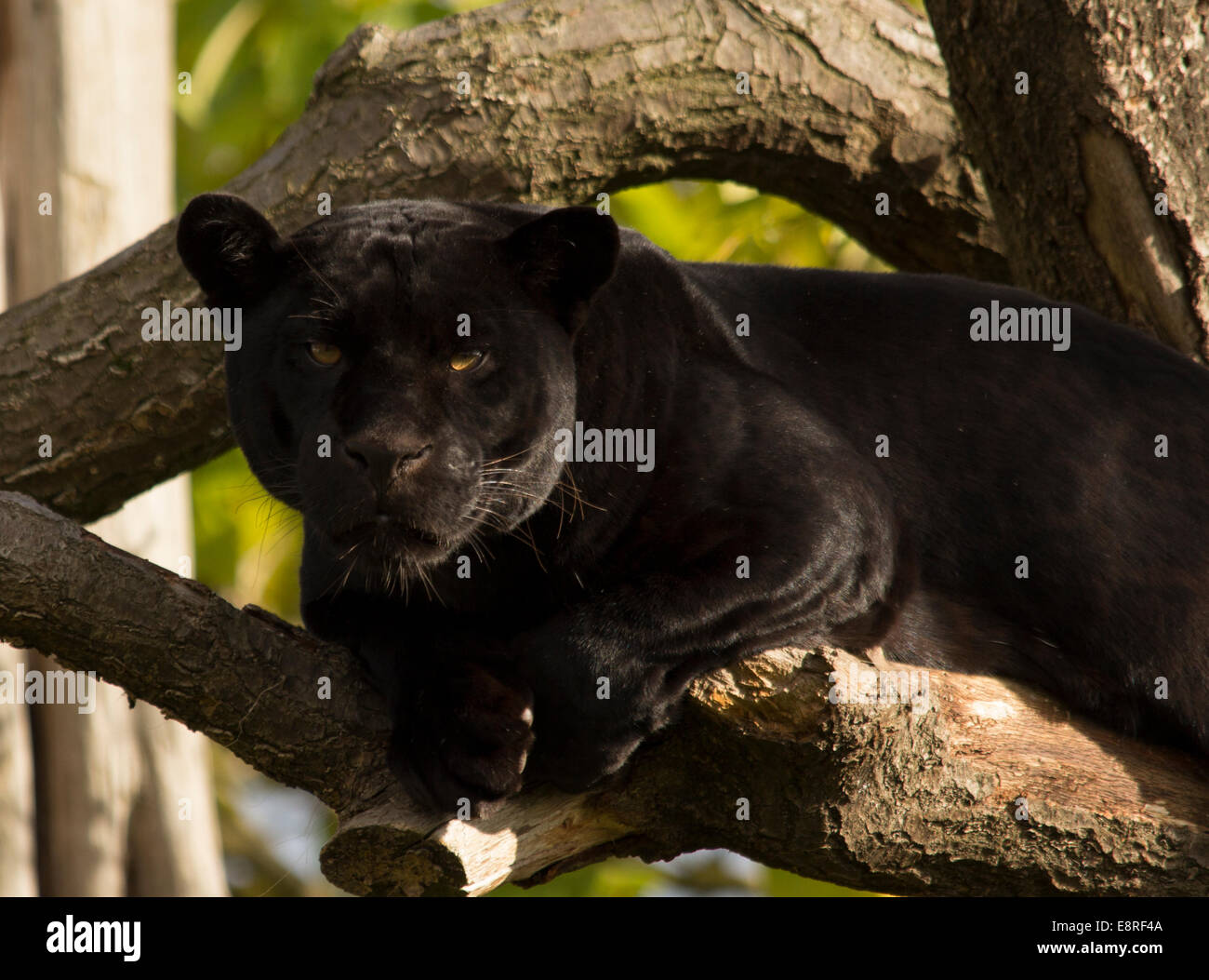 Black Jaguar In A Tree
