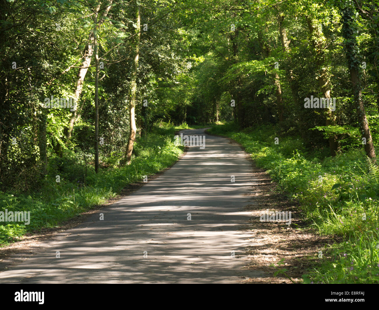 Europe, UK, England, Surrey forest track Stock Photo - Alamy