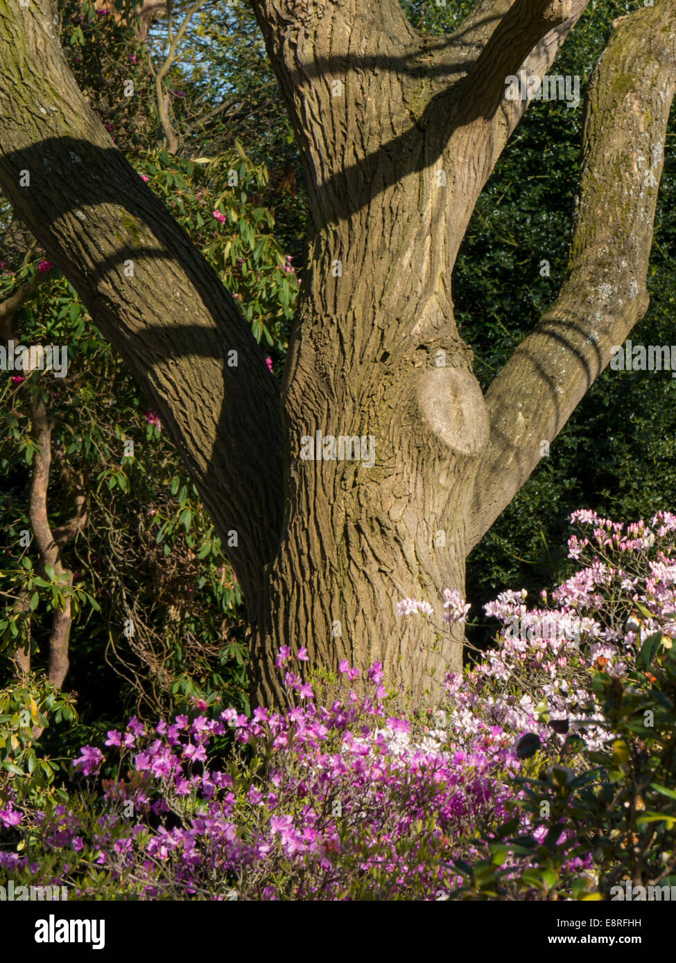 Kew gardens london hi-res stock photography and images - Alamy