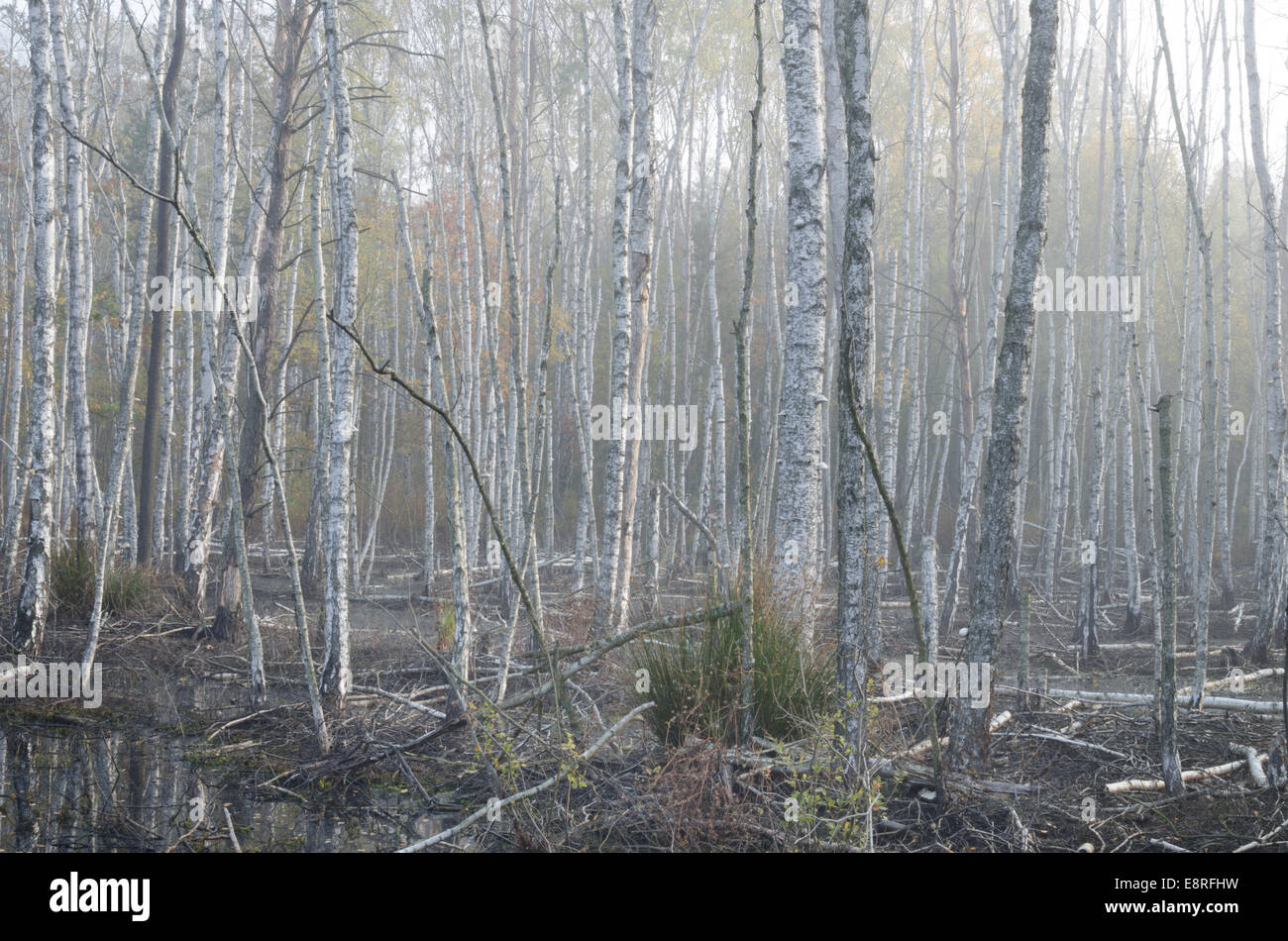 Boggy wetland hi-res stock photography and images - Alamy