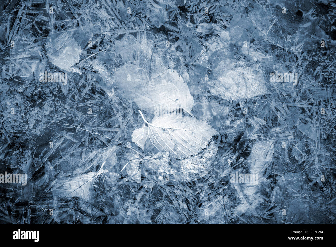 Autumnal fallen leaves lay under thin layer of blue ice in the forest ...