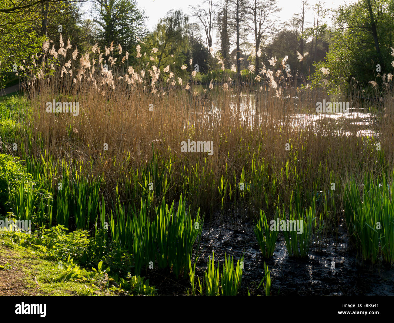 Layers Of Vegetation High Resolution Stock Photography and Images - Alamy