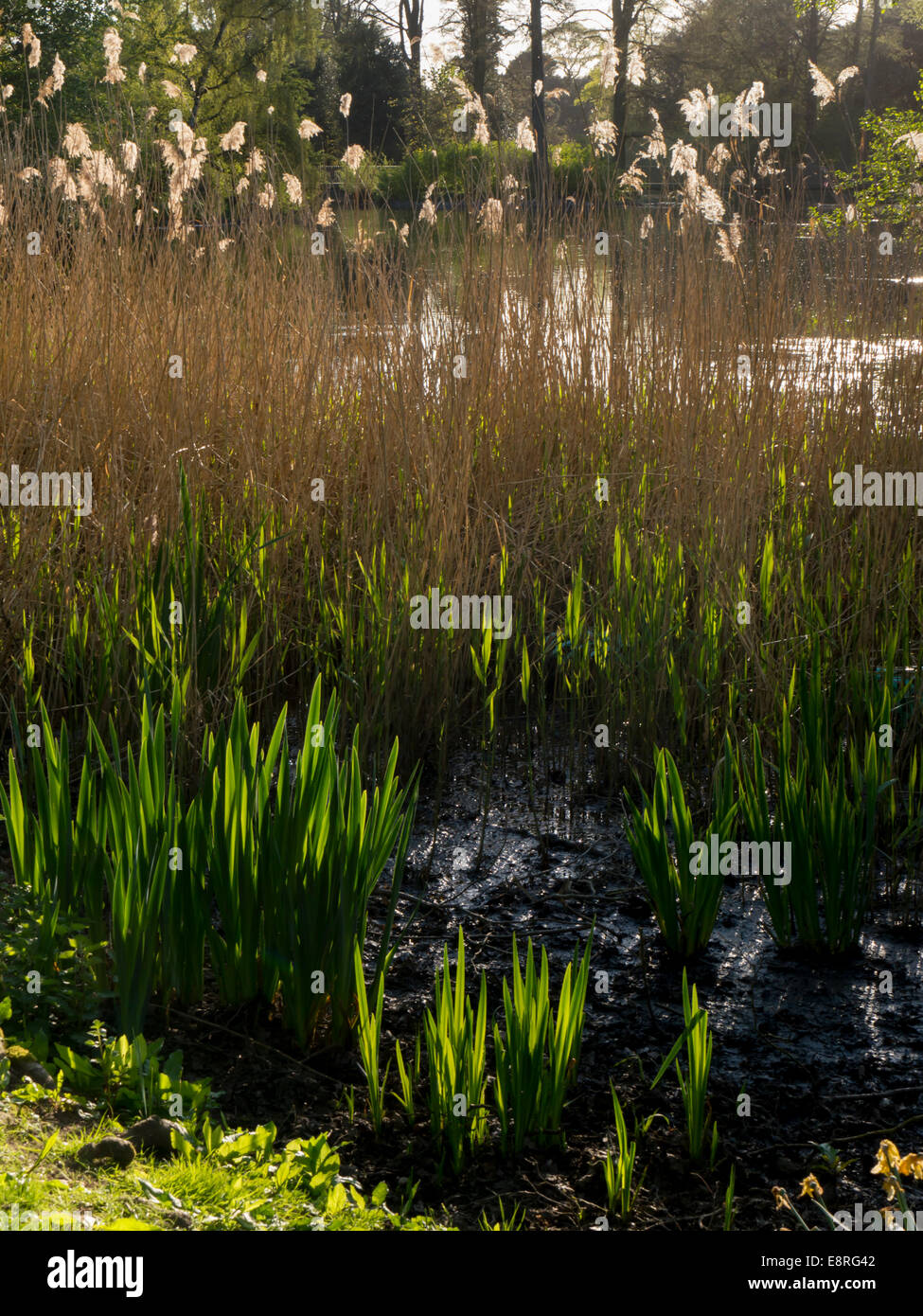 Layers of vegetation hi-res stock photography and images - Alamy