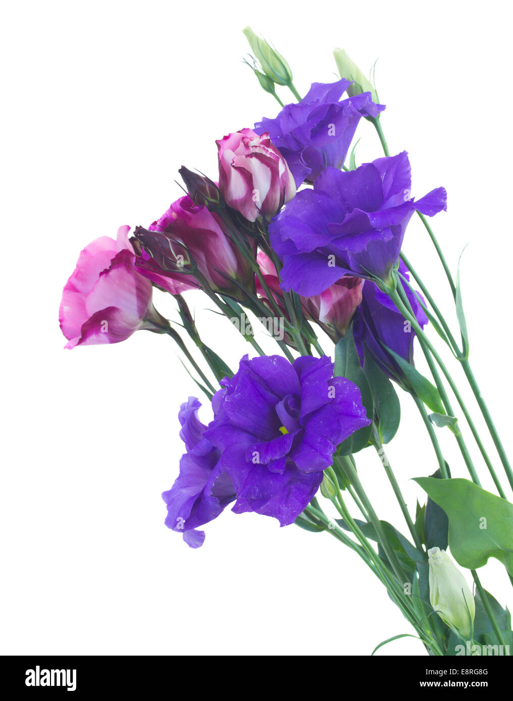 bunch of violet eustoma flowers Stock Photo - Alamy