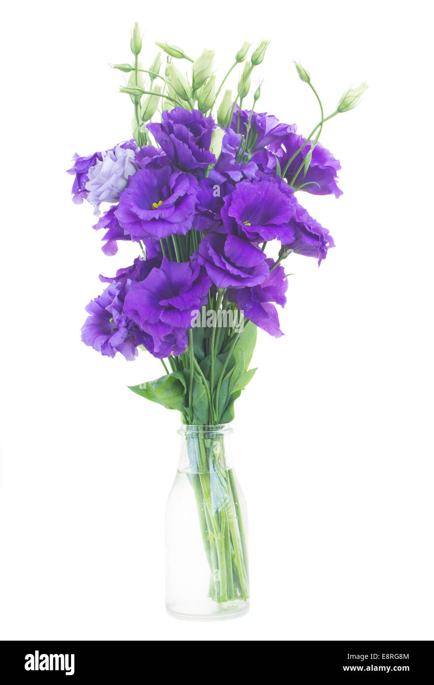 bouquet of violet eustoma flowers Stock Photo - Alamy
