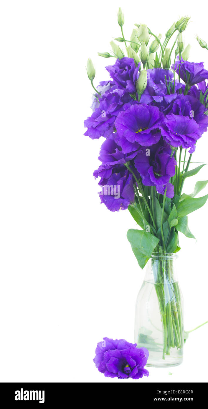 bouquet of violet eustoma flowers Stock Photo - Alamy