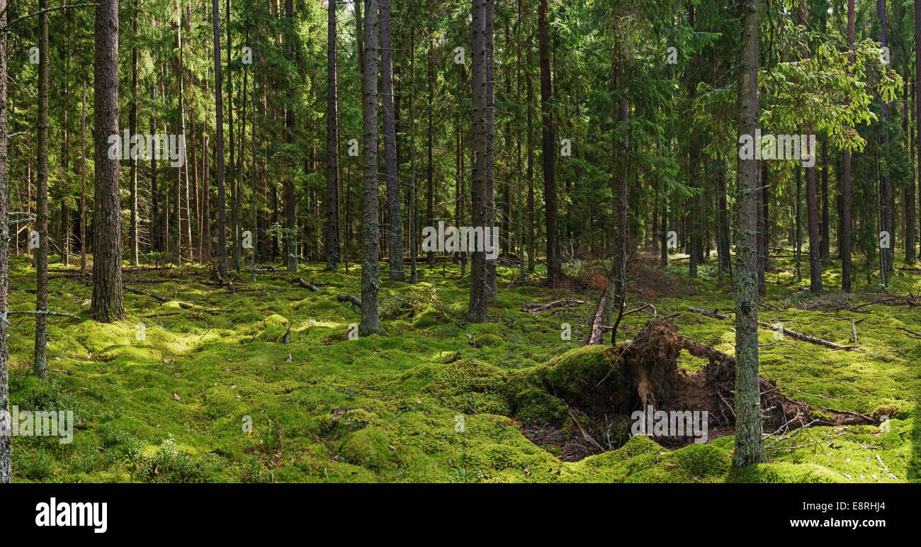 Panorama dense autumn deciduous forest hi-res stock photography and ...