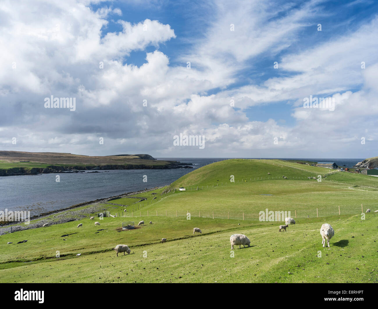 Yell shetland hi-res stock photography and images - Alamy