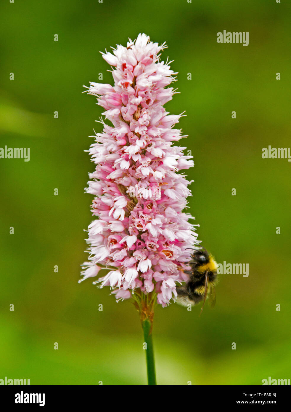 Spike of pink flowers of bistorte, Bistort polygonum, with bee, a ...