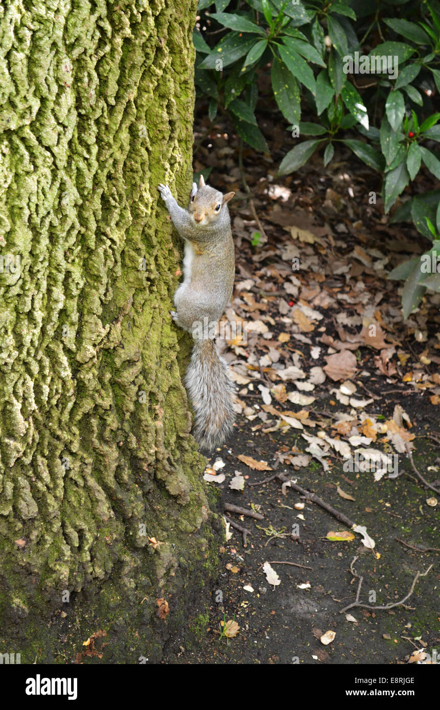 Squirrel climbing tree hi-res stock photography and images - Alamy
