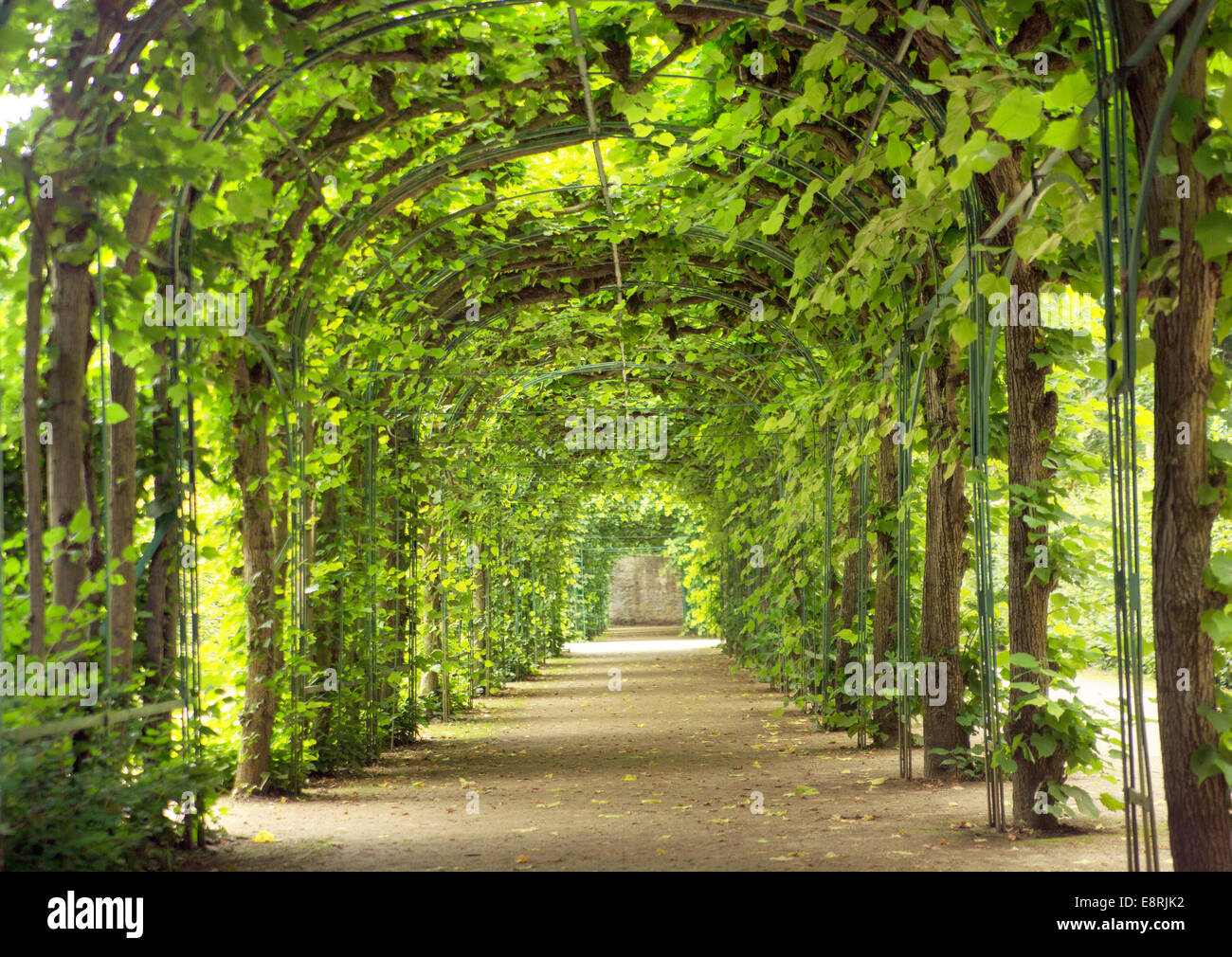 Tunnel trees illustration hi-res stock photography and images - Alamy