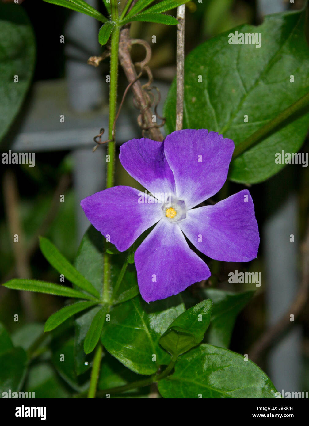 Purple flower and emerald green foliage of lesser periwinkle, Vinca ...