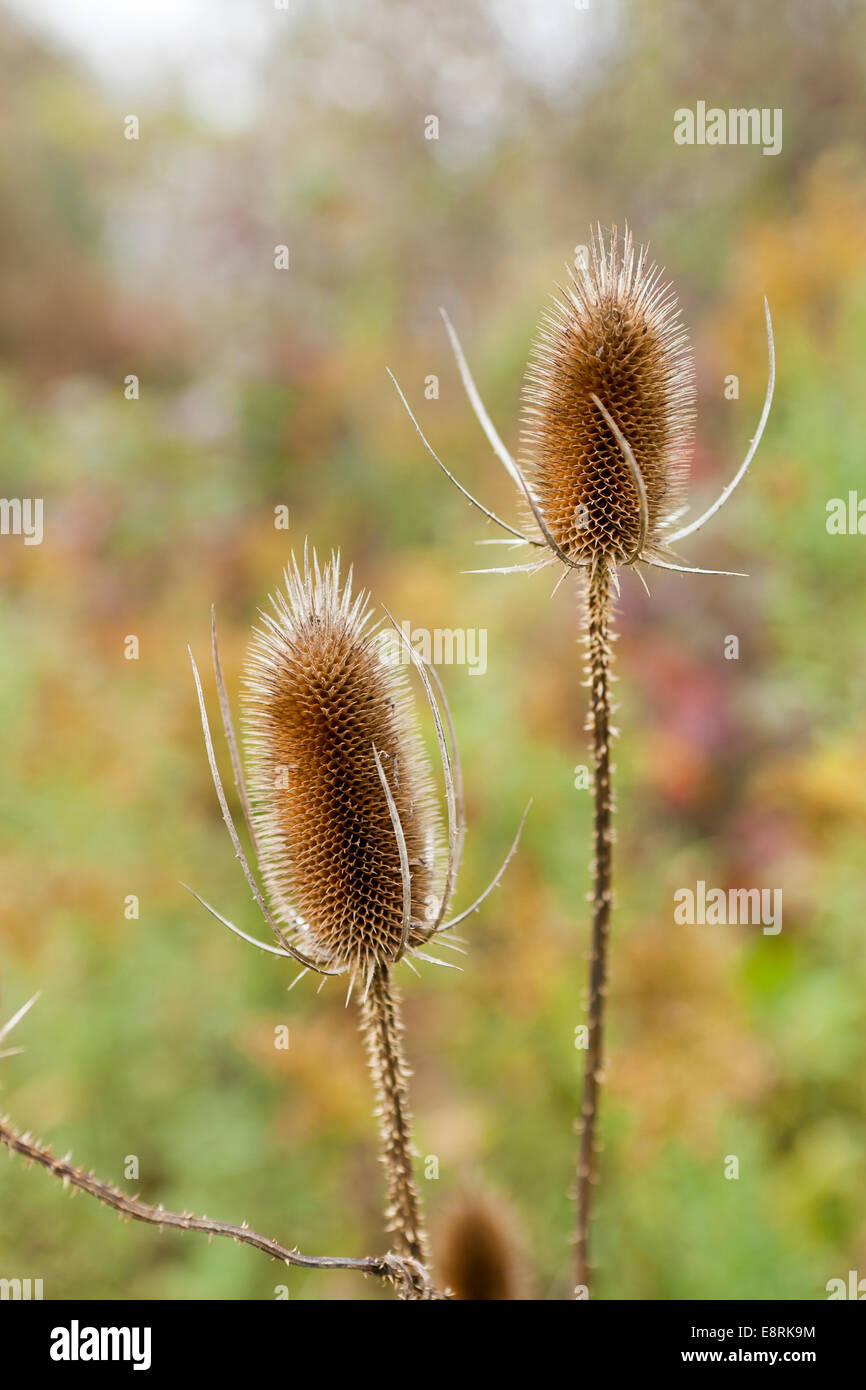 Dried teasel, aka teazel, teazle plant (Dipsacus) - USA Stock Photo - Alamy