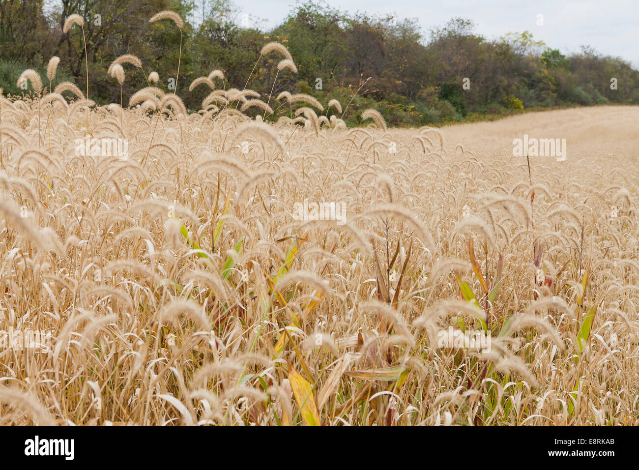 Field of dry swamp foxtail grass planted to attract deer on state ...