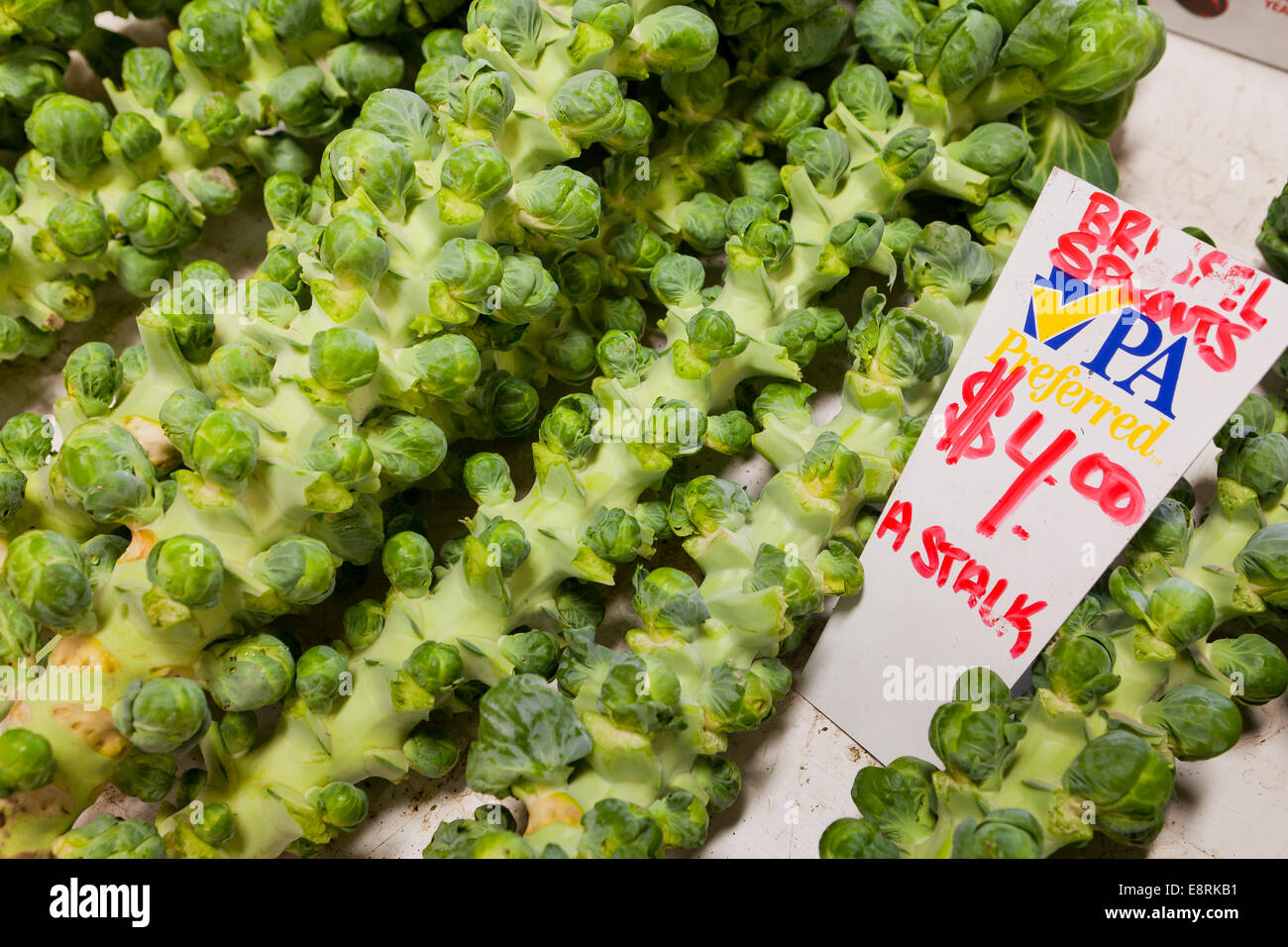 Brussels sprout stalk hi-res stock photography and images - Alamy