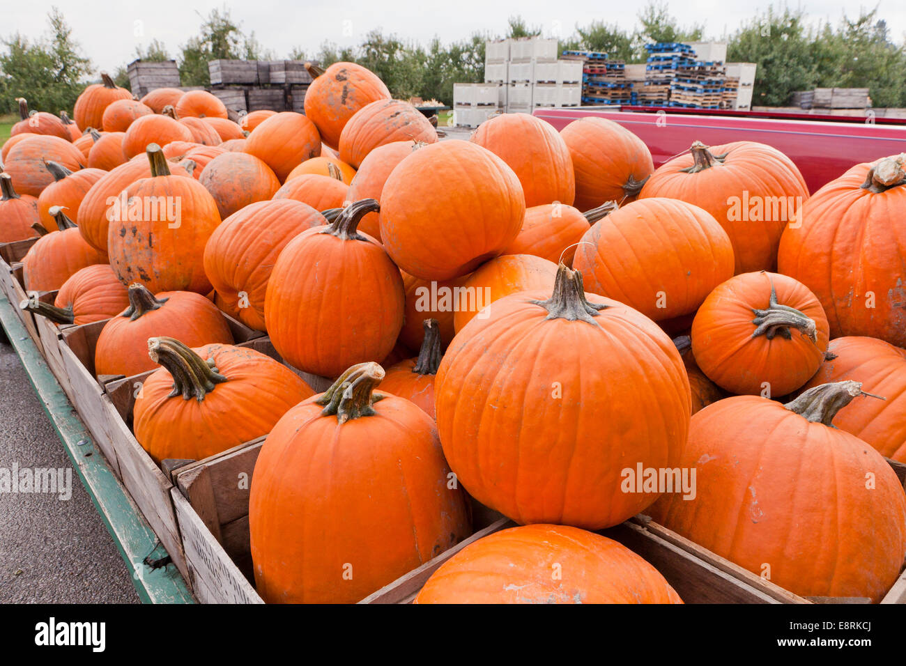 Pumpkin farm pumpkins hi-res stock photography and images - Alamy