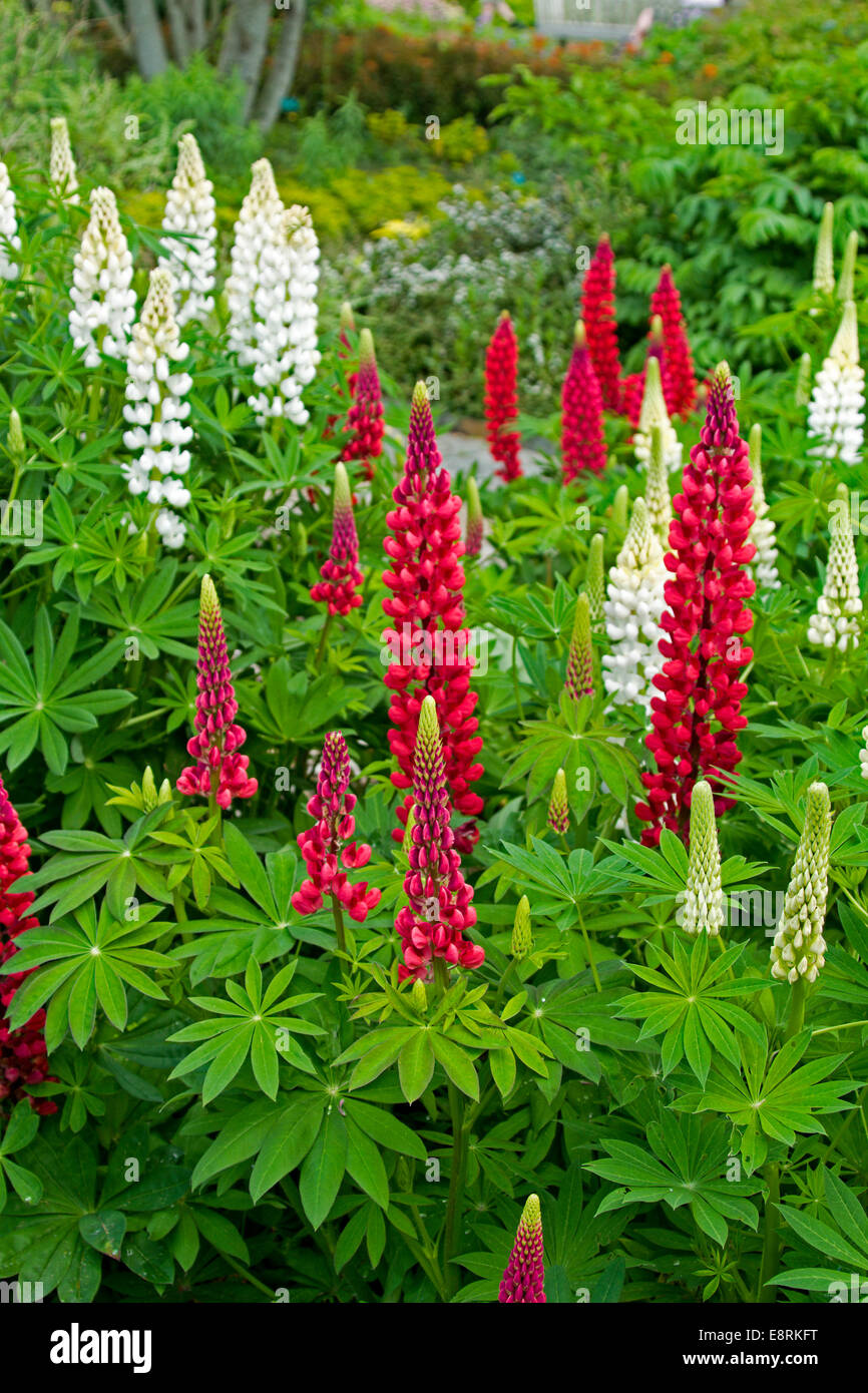 Red perennials in an english garden hi-res stock photography and images ...