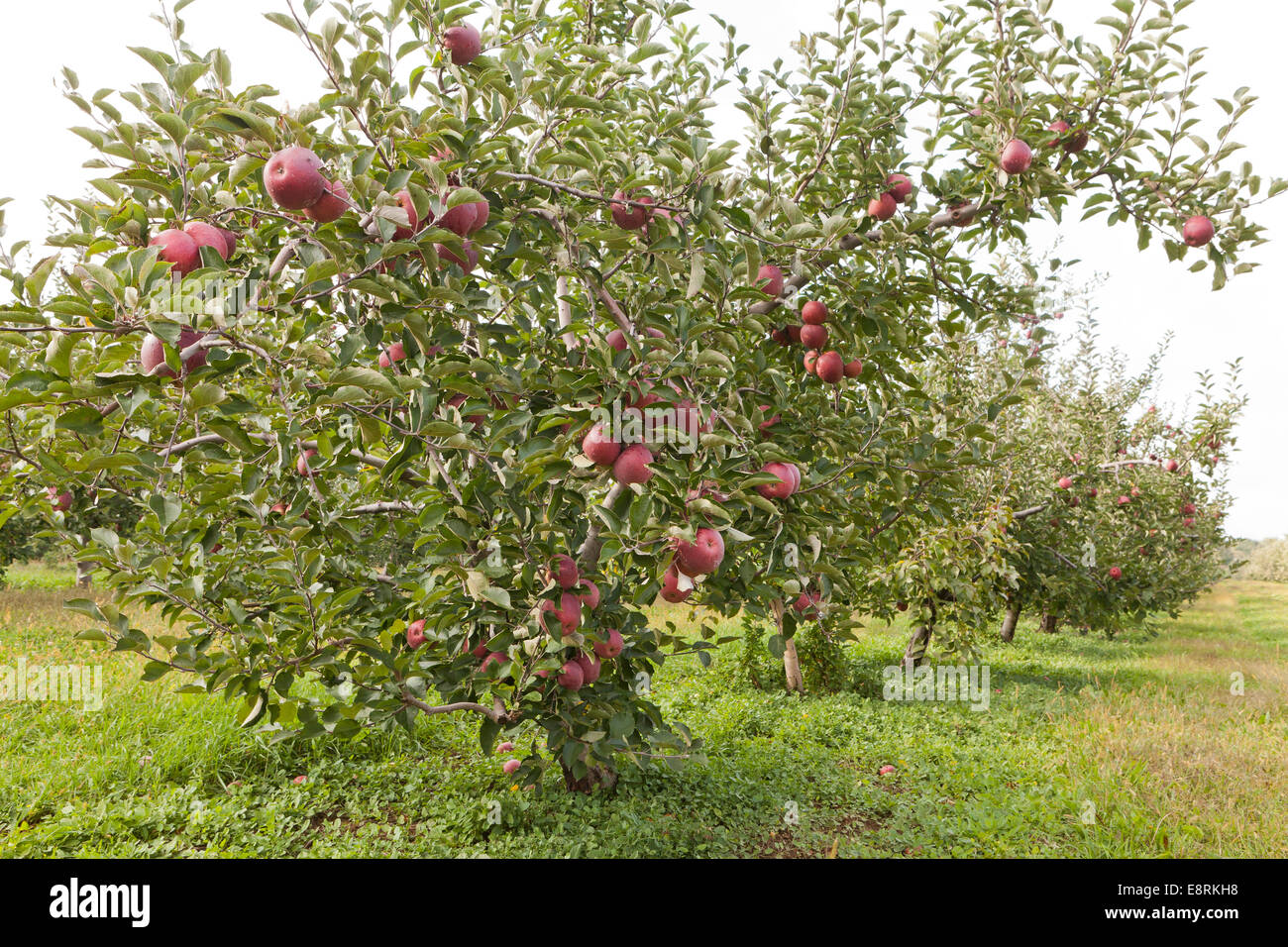 Apple orchard - Pennsylvania USA Stock Photo - Alamy