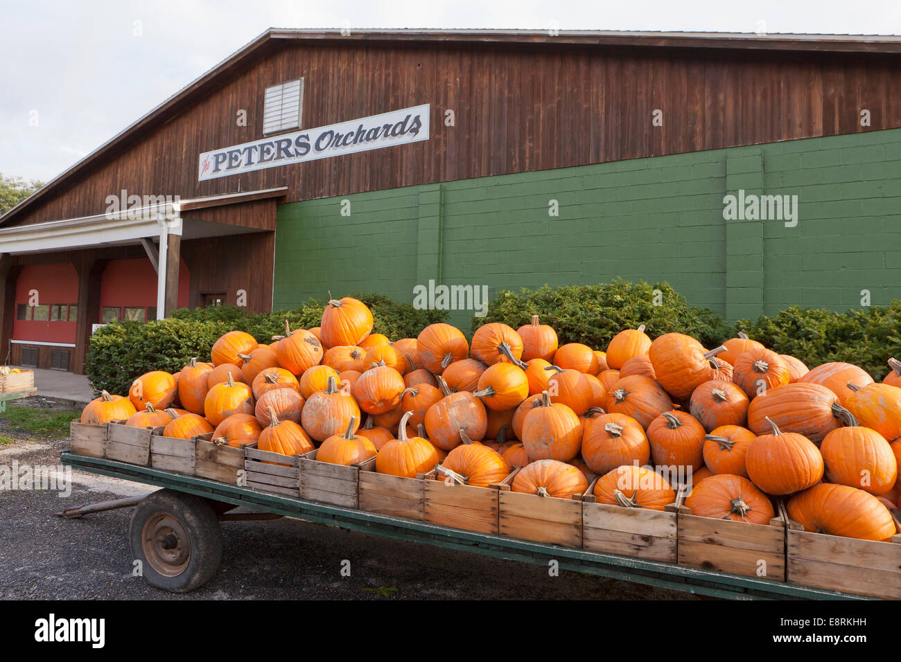 Farm harvested pumpkins - Pennsylvania USA Stock Photo - Alamy