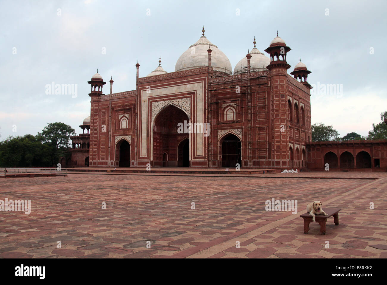 Mosque of the Taj Mahal at Agra early in the morning with a dog sitting ...