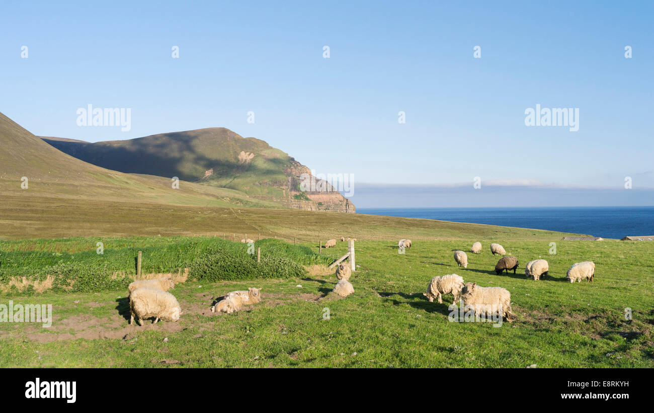 Hoy island, Shetland Sheep grazing at the northern coast, Orkney ...