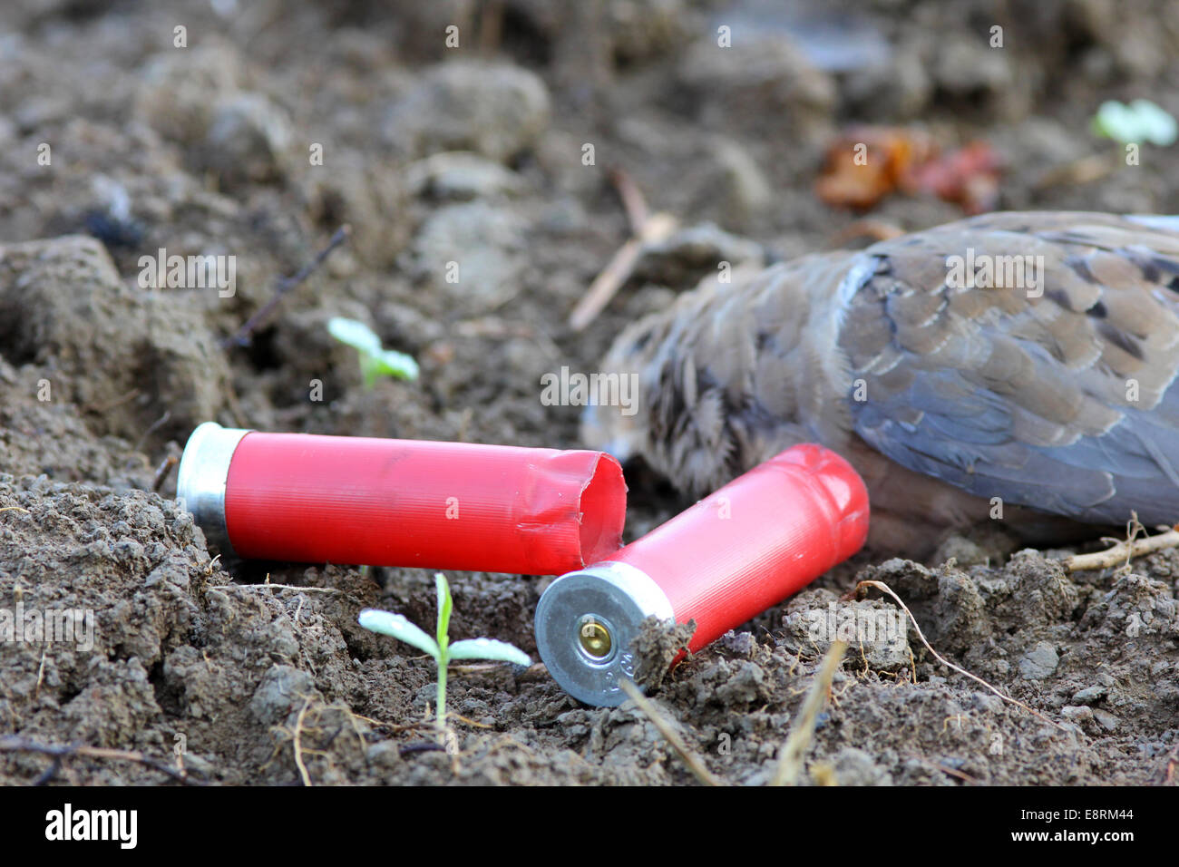 Dove spent hi-res stock photography and images - Alamy