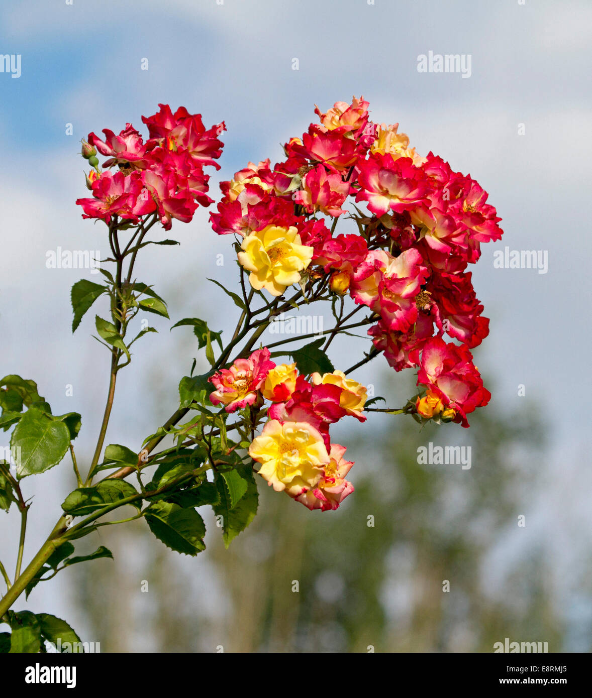 Large cluster of bright red and yellow bi-coloured roses and green ...