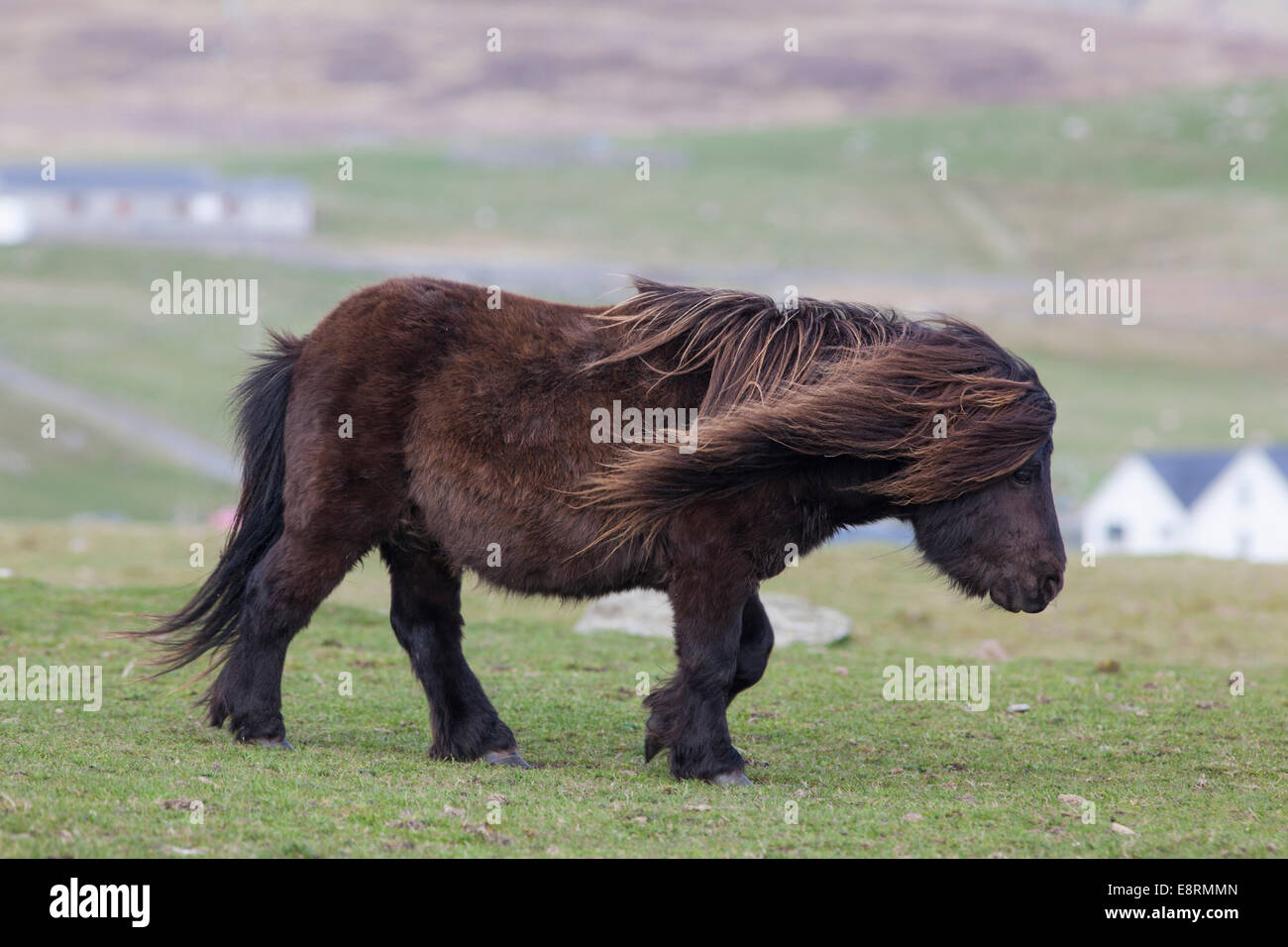 Shetland Pony, Shetland islands, Scotland Stock Photo - Alamy