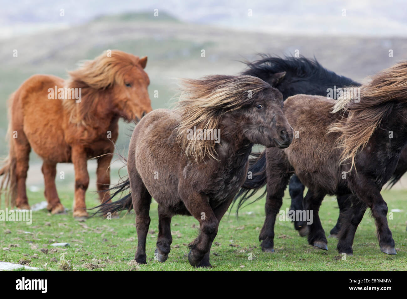 Windy scotland hi-res stock photography and images - Alamy