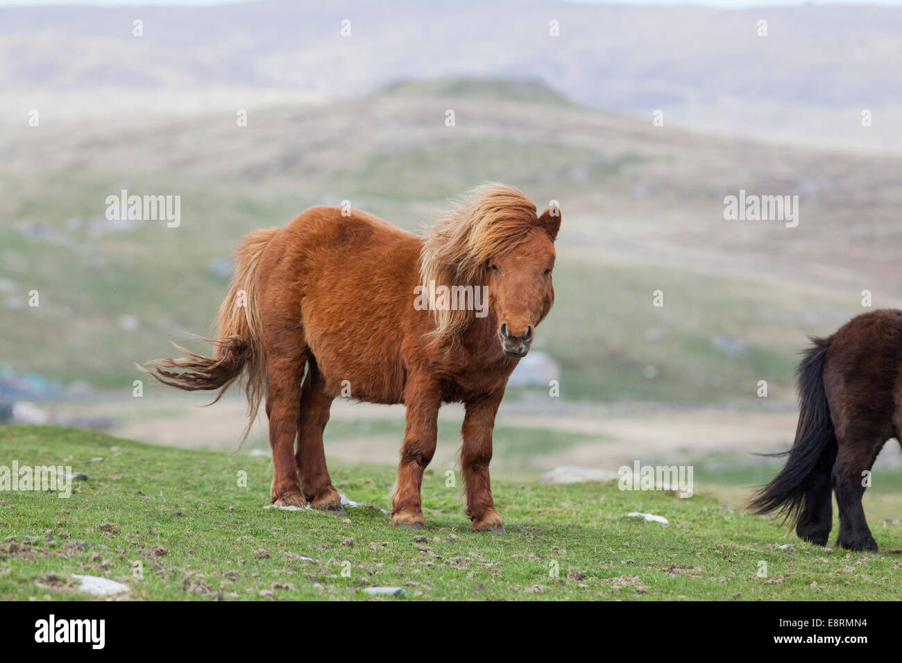Shetland Pony, Shetland islands, Scotland Stock Photo - Alamy