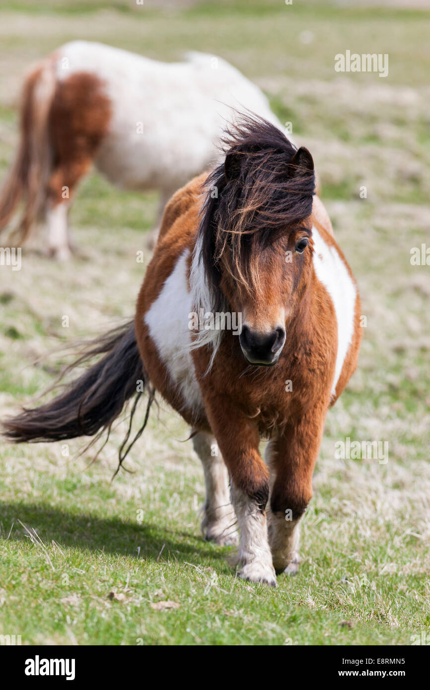 Shetland Pony, Shetland islands, Scotland Stock Photo - Alamy