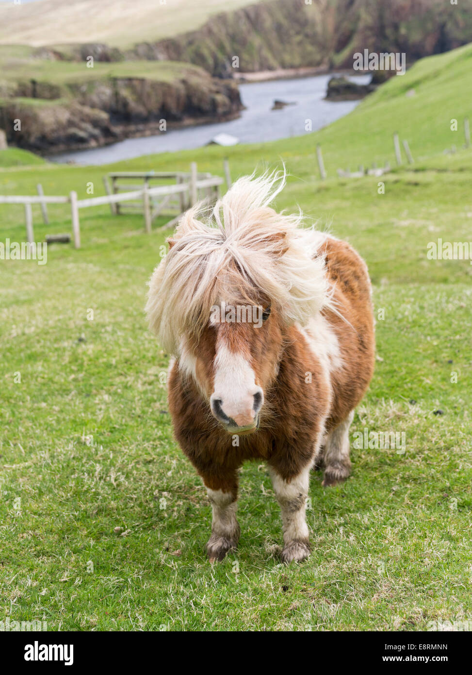 Shetland Pony on pasture near high cliffs, Shetland islands, Scotland ...