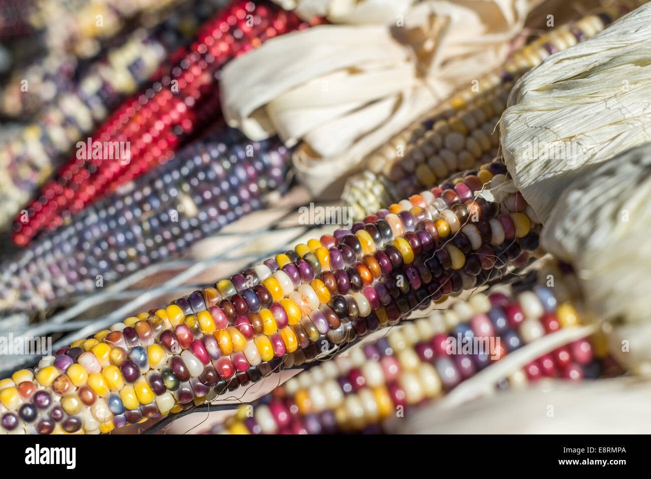 Multi colored Indian corn also known as flint corn Stock Photo - Alamy