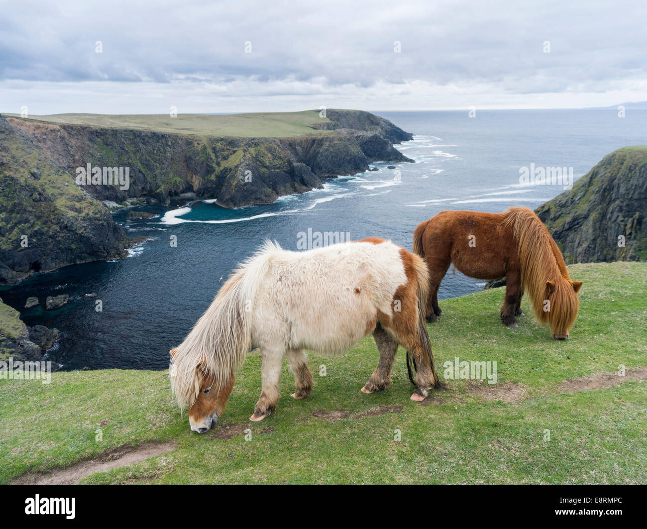 Shetland pony hi-res stock photography and images - Alamy