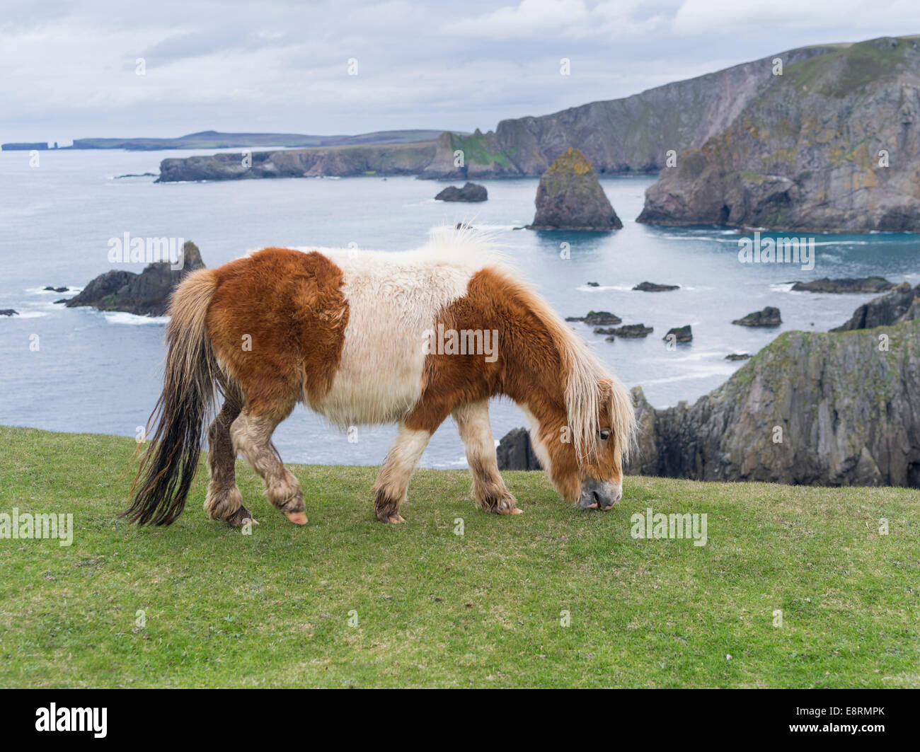 Shetland pony scotland wild hi-res stock photography and images - Alamy