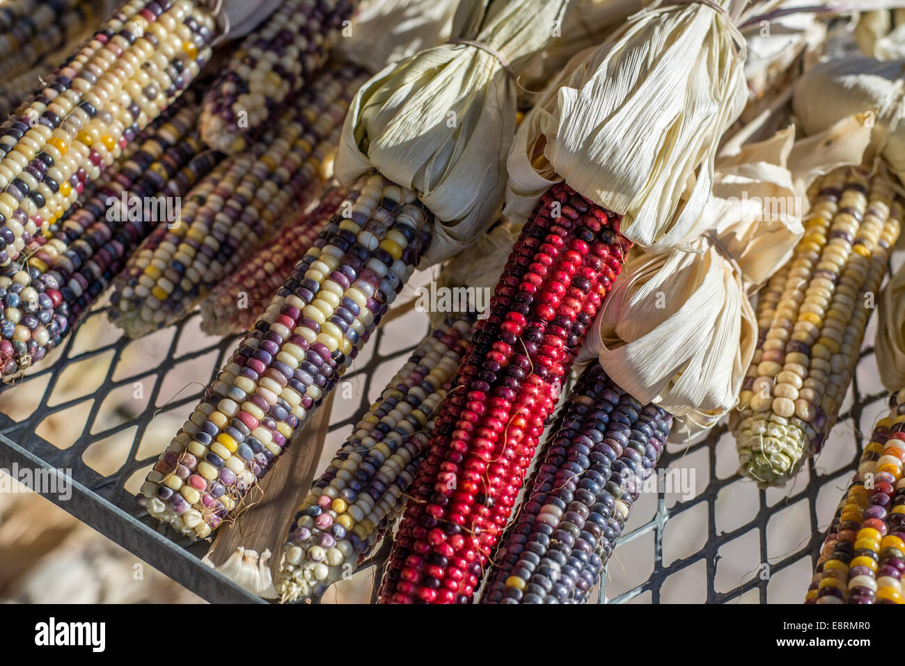 Multi colored Indian corn also known as flint corn Stock Photo - Alamy