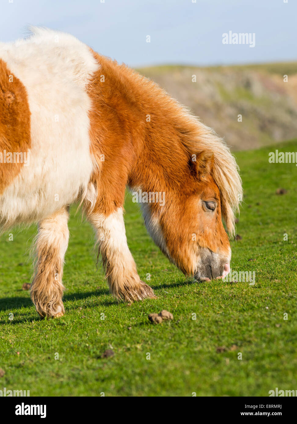 Shetland Pony on pasture near high cliffs, Shetland islands, Scotland ...