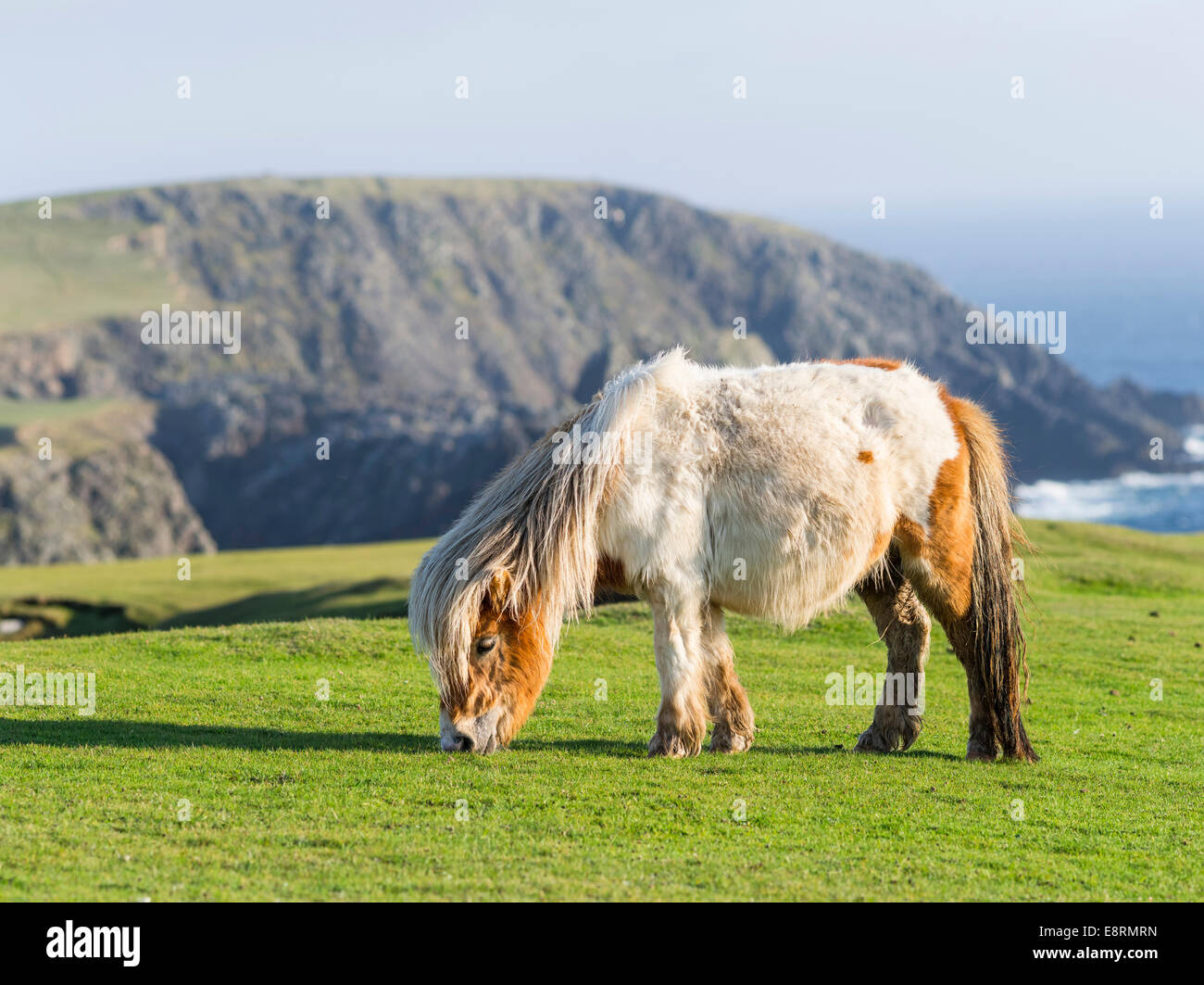 Shetland Pony on pasture near high cliffs, Shetland islands, Scotland ...