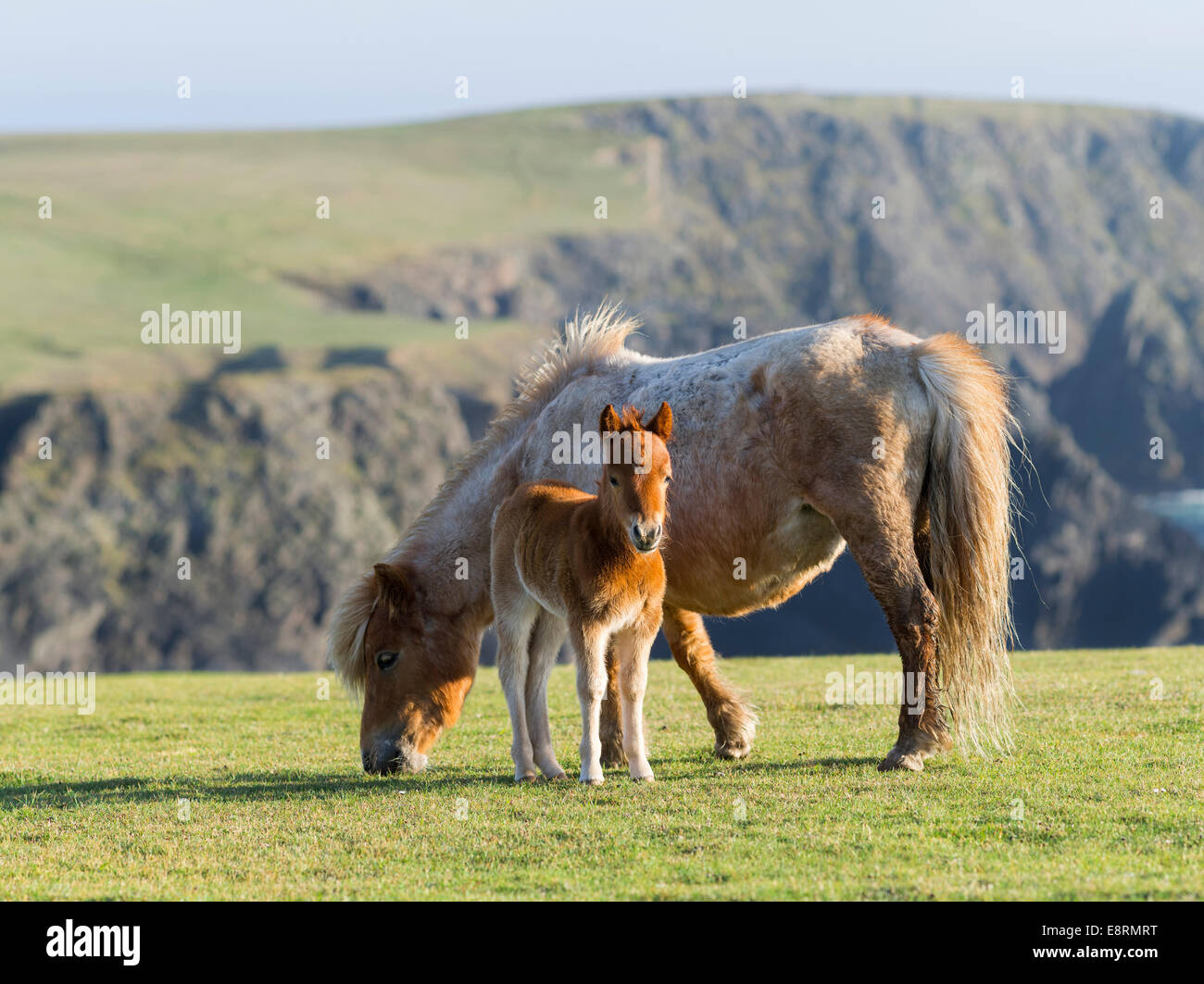 Shetland Pony on pasture near high cliffs, Mare with foal, Shetland ...