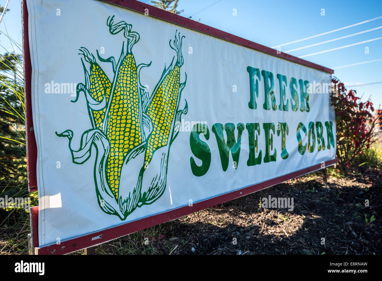 A fresh sweet corn sign Stock Photo - Alamy