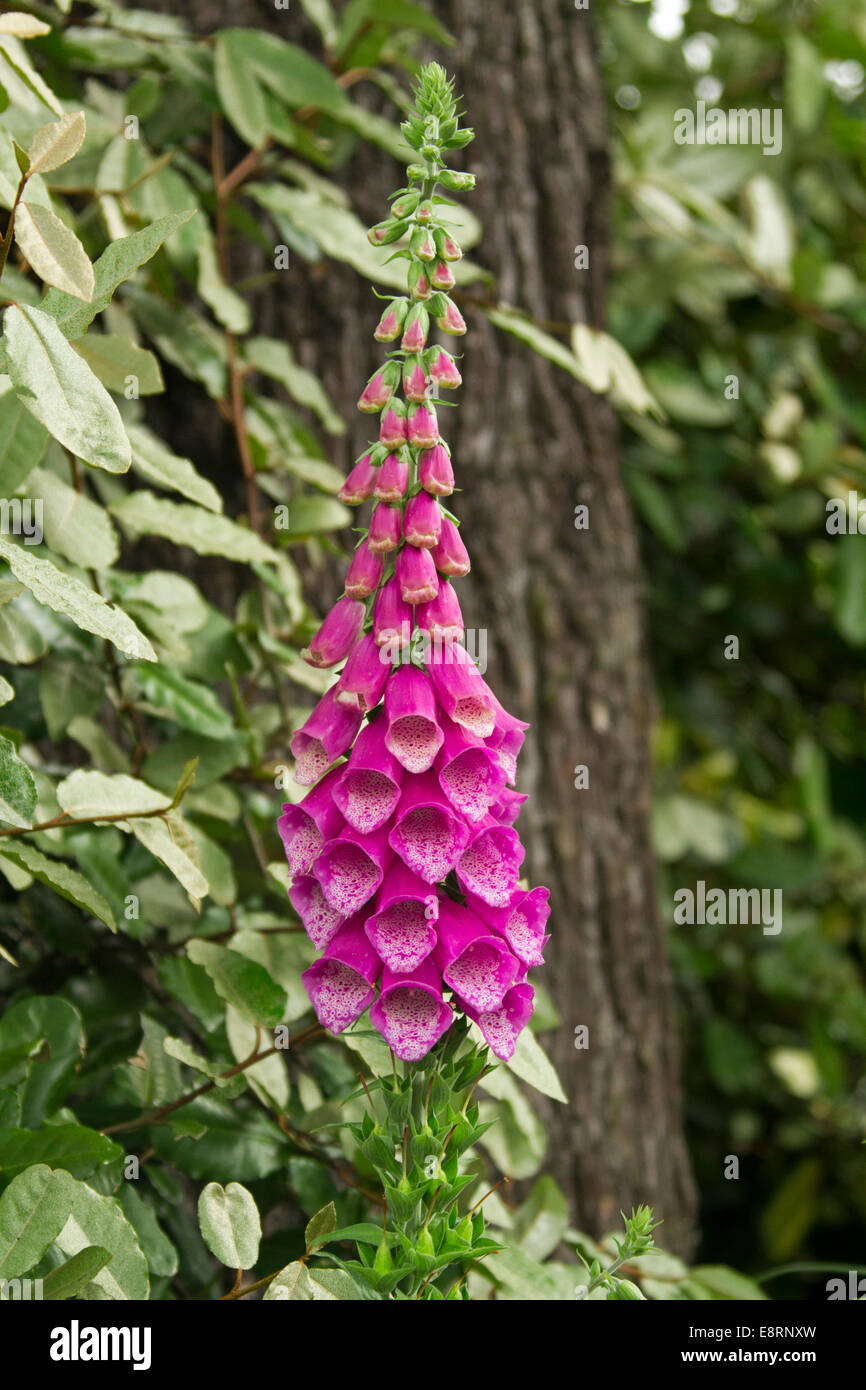 Bright pink flowers of foxgloves, Digitalis purpurea, British ...