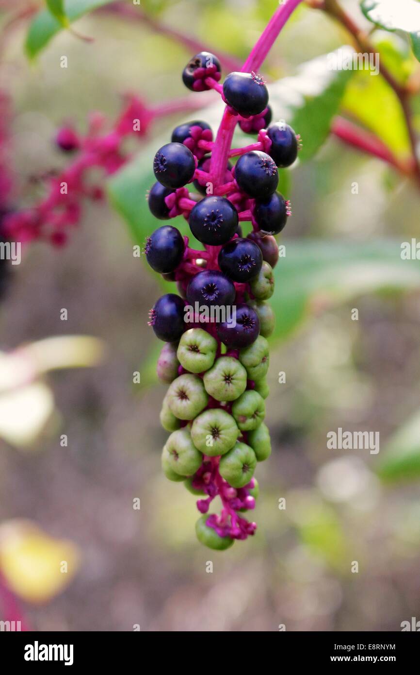 Poke berries hi-res stock photography and images - Alamy