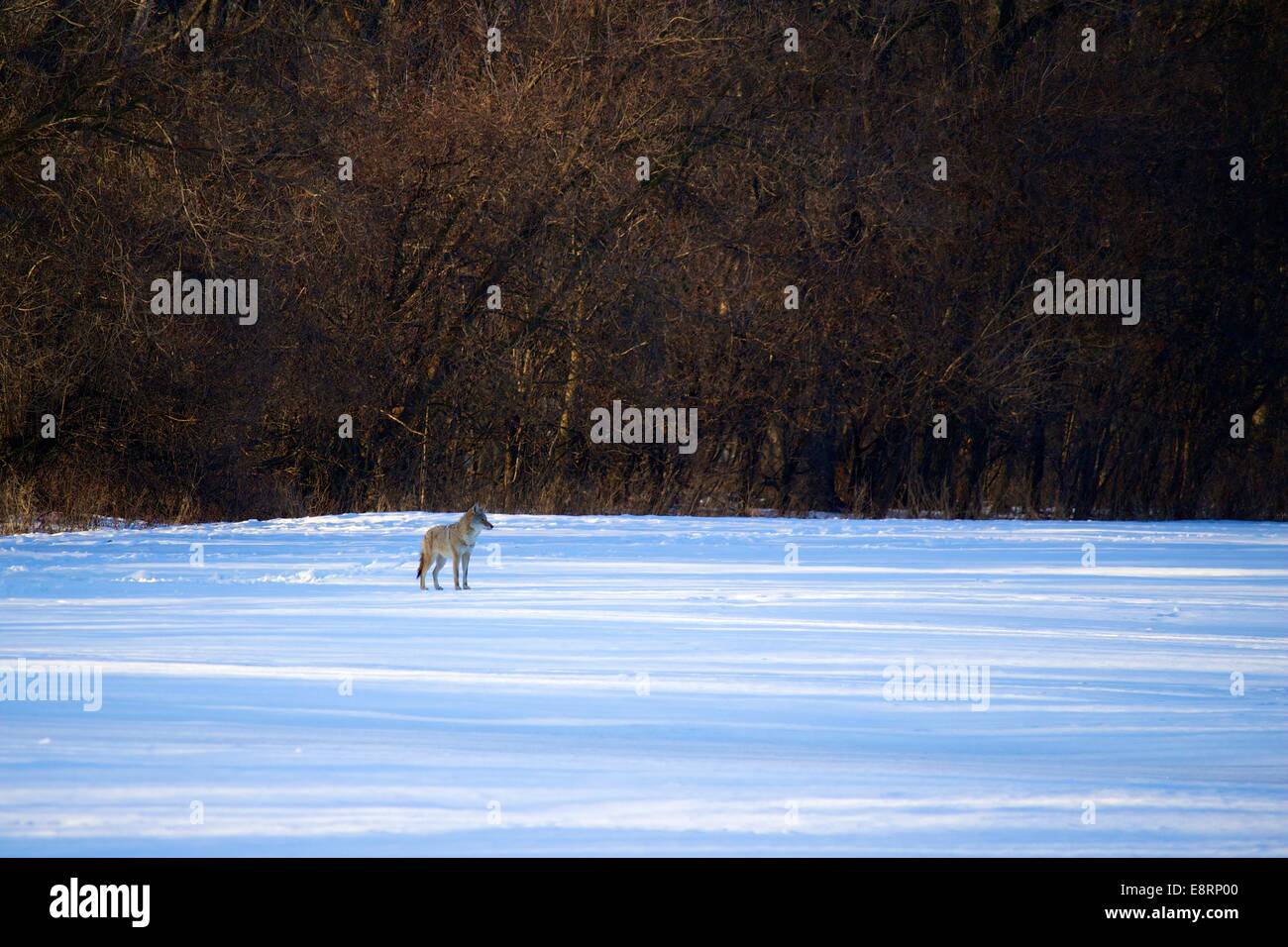 A coyote (Canis latrans) looks across a field of snow in Thatcher Woods ...